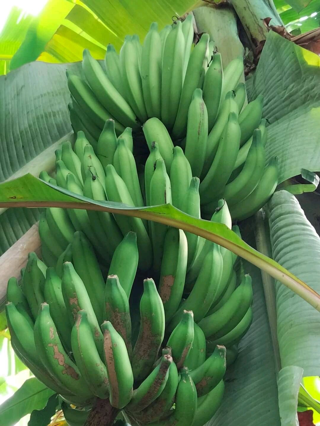 Bibit pisang kayu wangi / kayu bunga / pisang goroito / raja wlingi ...