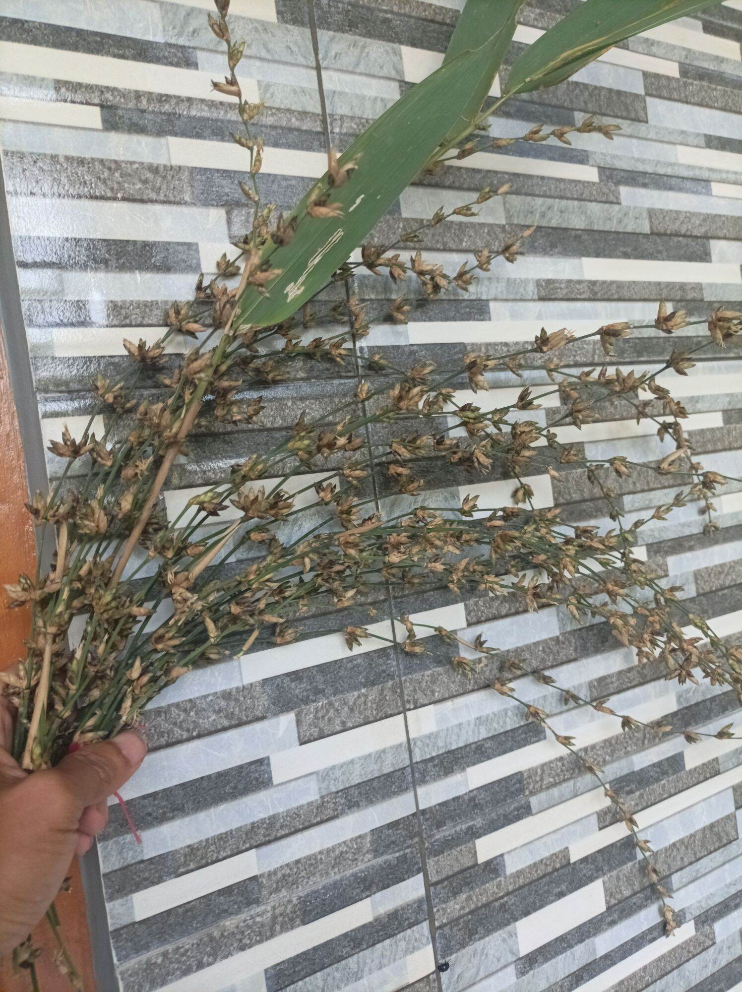 Bunga langka bunga bambu kembang pring 1ikat 20tangkai | Lazada Indonesia