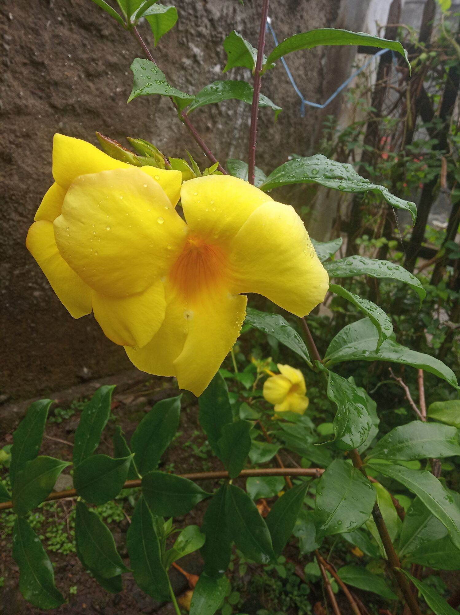 Tanaman bunga alamanda bunga trompet kuning | Lazada Indonesia
