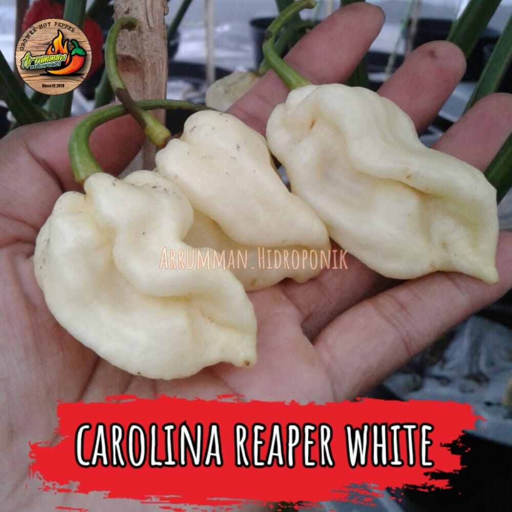 Buah Segar Cabe Terpedas Di Dunia Carolina Reaper White | Lazada Indonesia