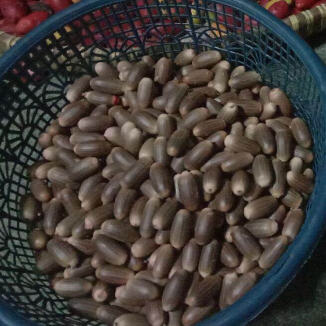 Biji melinjo 1kg | Tangkil | kletek | Lazada Indonesia