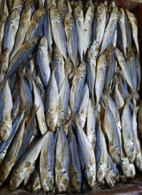 Ikan Asin Kecil/Ikan Asin Dencis/Ikan Asin Sarden/Ikan Asin Peda/Ikan ...