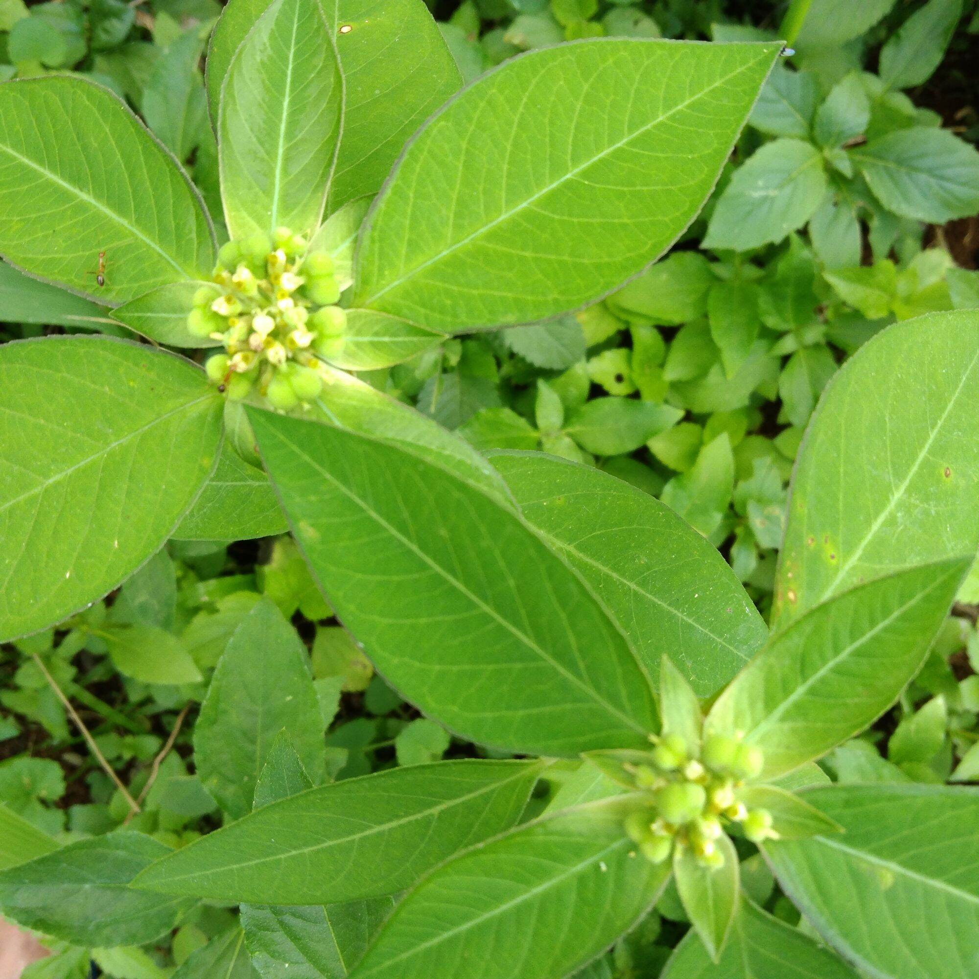 Daun Senna Segar Sena / Katemas/Kate mas/Patik mas suduk mantul sega ...