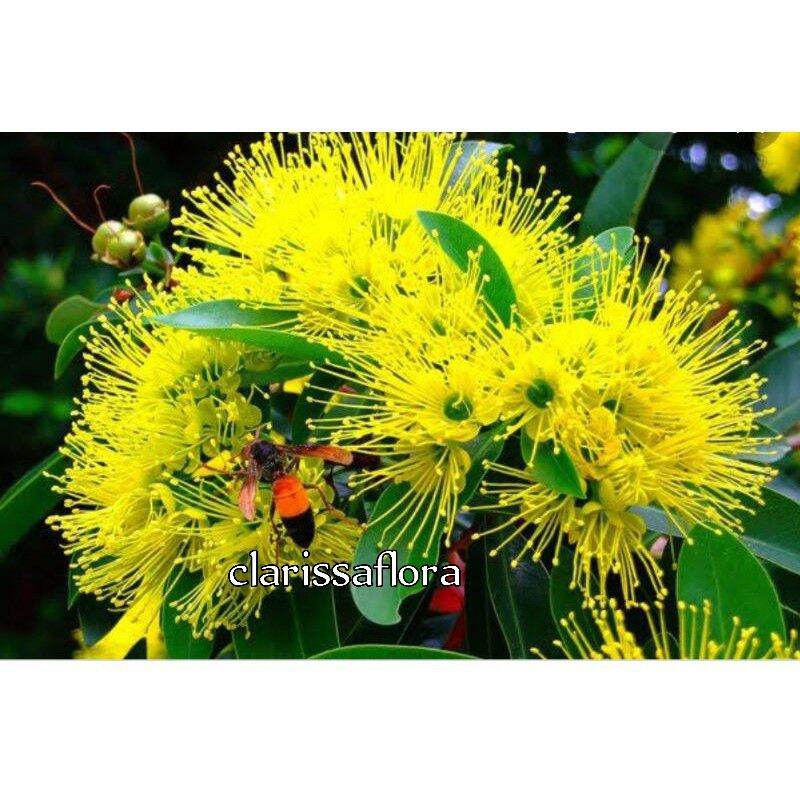 TANAMAN HIAS SANTOS LEMON KUNING | Lazada Indonesia