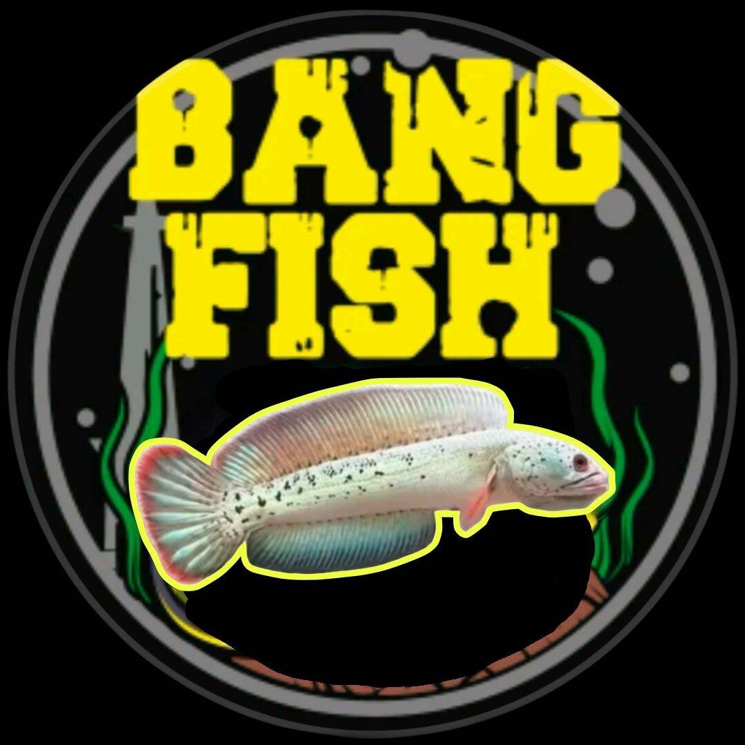 BANG FISH Toko resmi di Indonesia, Online Shop 04 2025