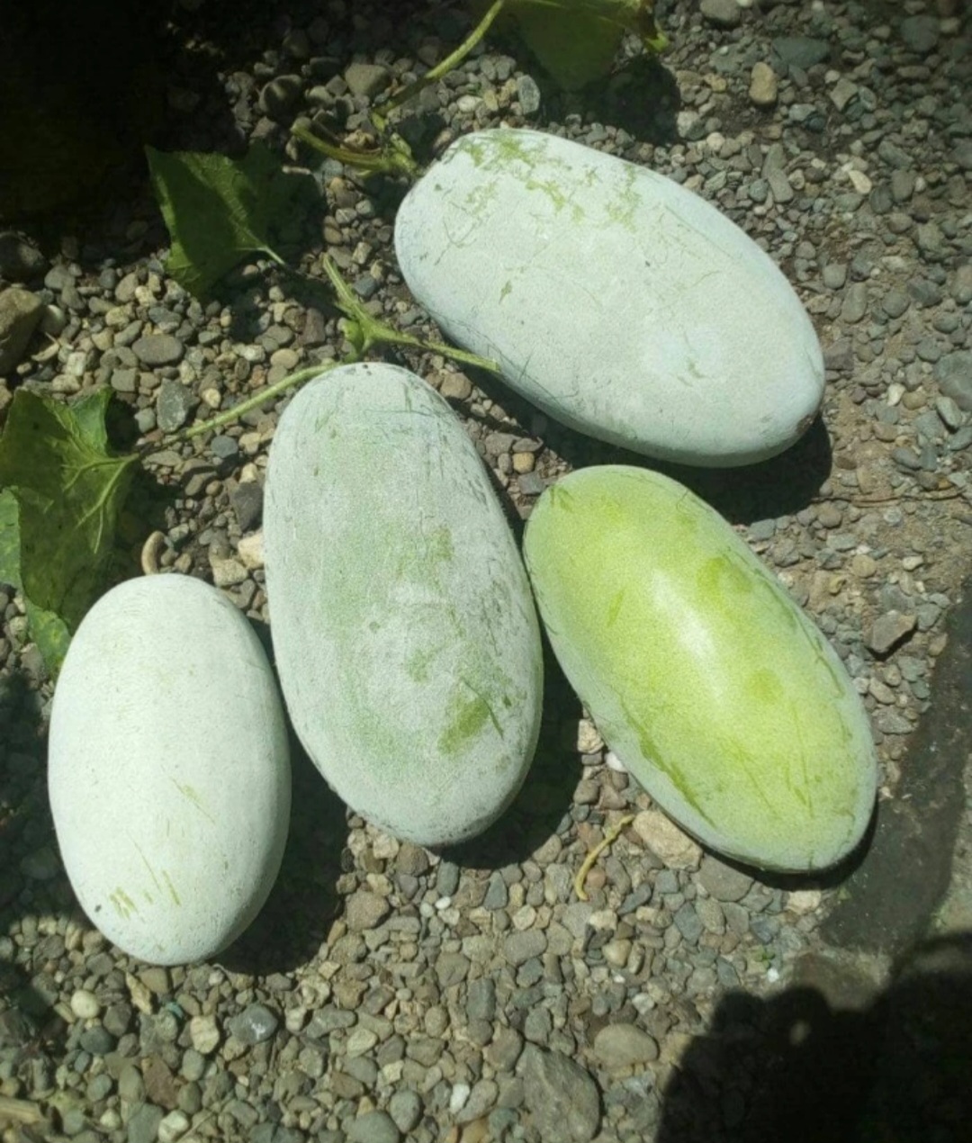 Buah Beligo, Bligo, Kundur 2 kg, Masih segar, fresh baru petik | Lazada ...