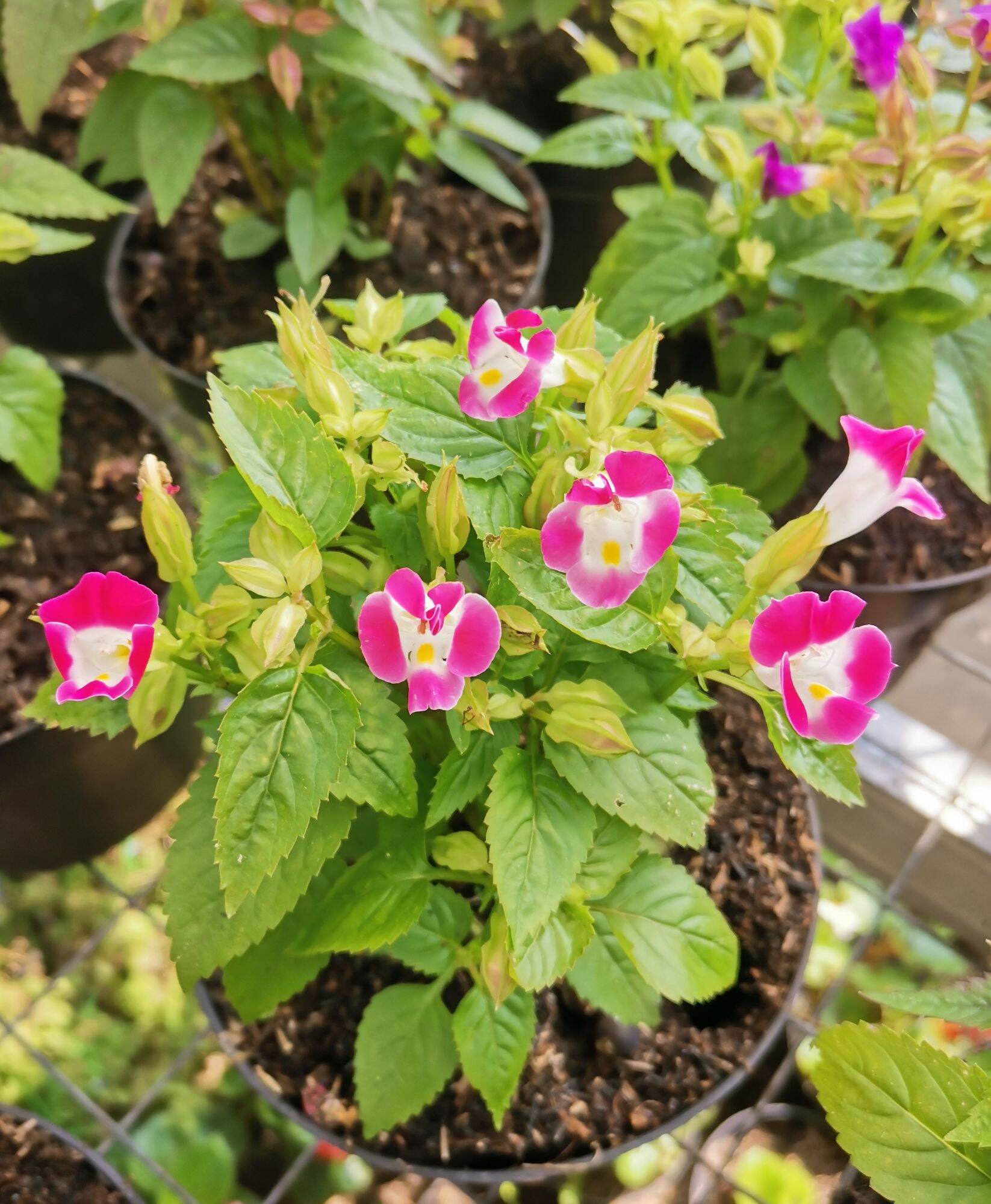 tanaman hias edible flower torenia mata kambing ping | Lazada Indonesia