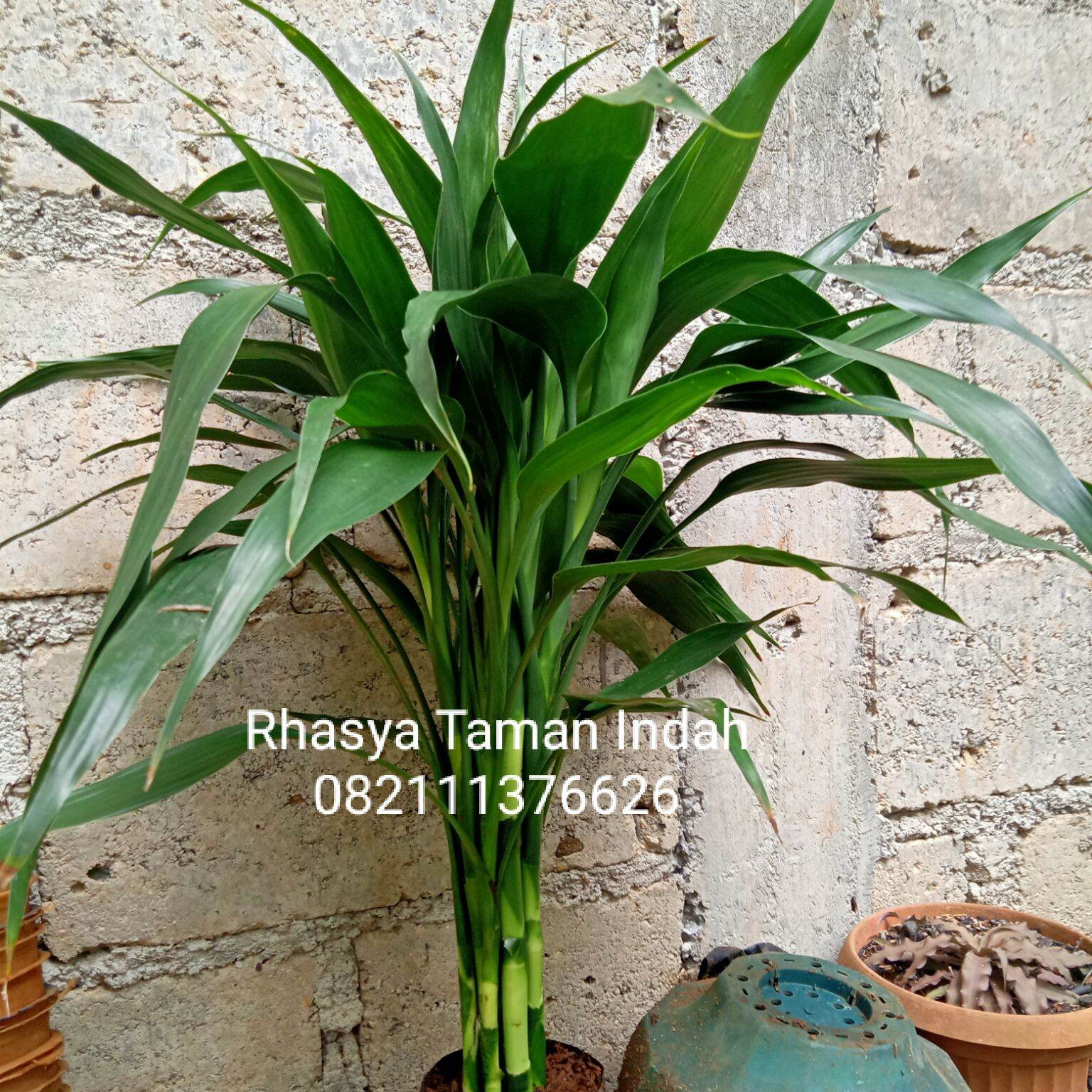 bambu hoki hijau perbatang/ tanaman bambu hoki hijau | Lazada Indonesia