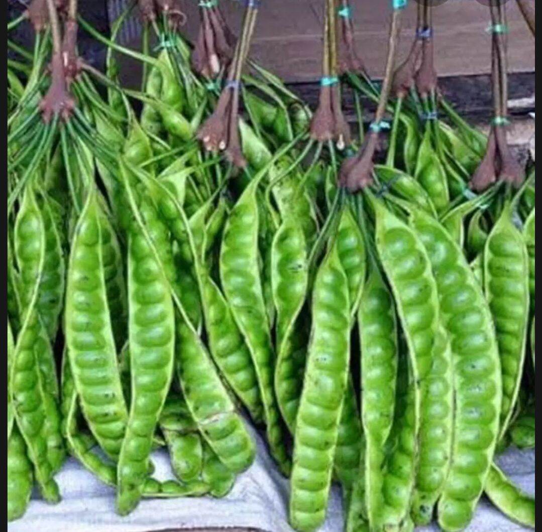Pete / Buah Petai mantull | Lazada Indonesia