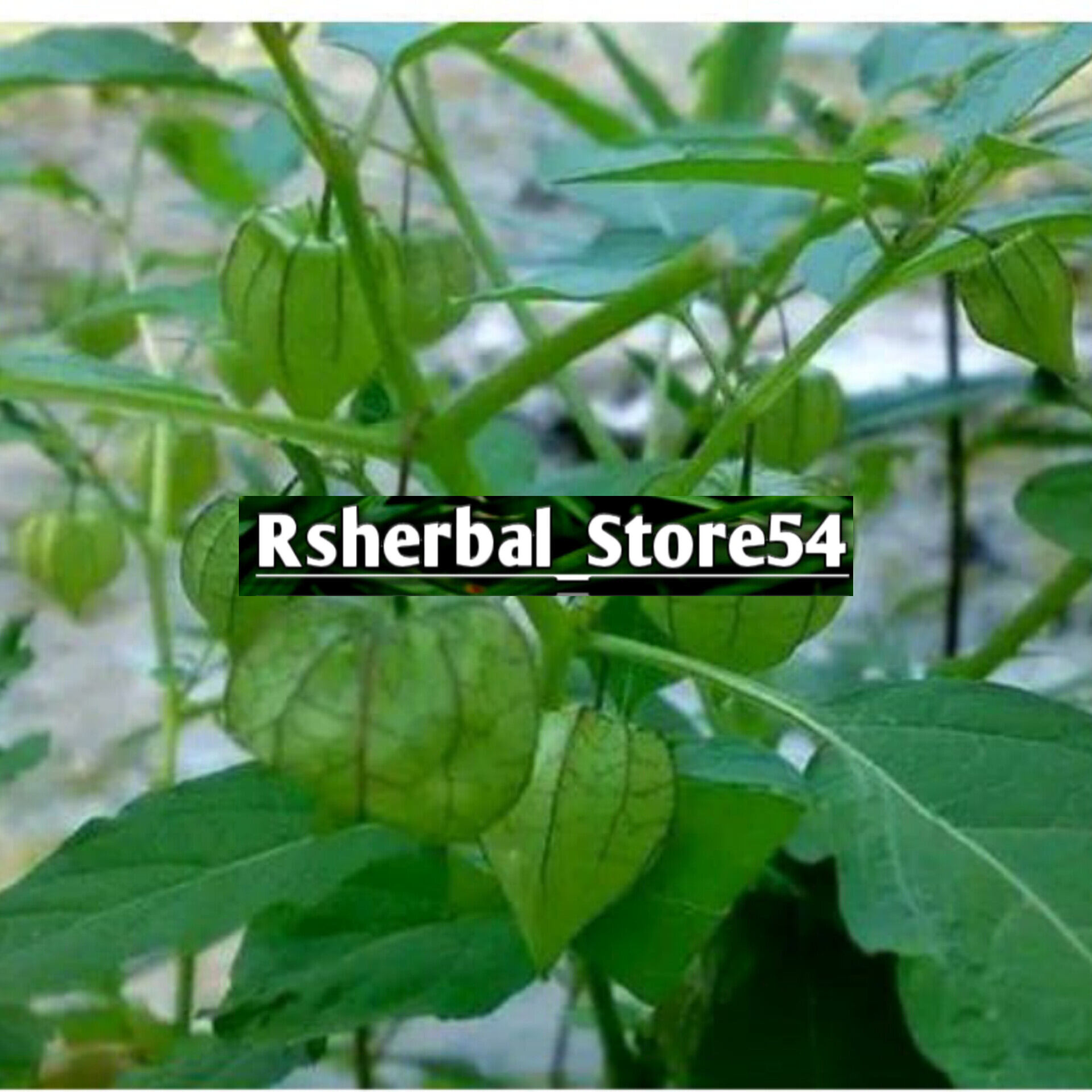 Daun ciplukan segar 1kg atau daun cecenet fresh | Lazada Indonesia