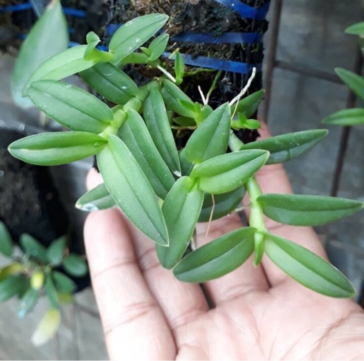 ANGGREK DENDROBIUM DEWASA SPIKE PURPLE WHITE UNGU | Lazada Indonesia
