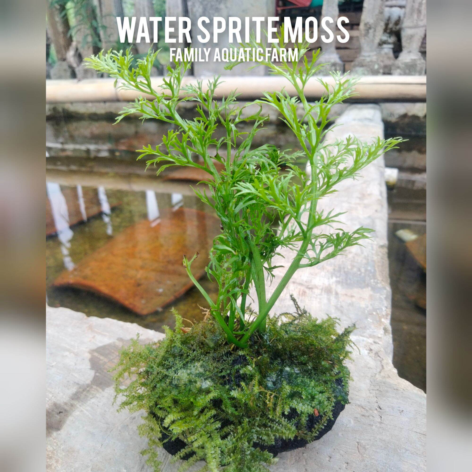 Tanaman aquascape moss water sprite media batu - moss aquascape ...