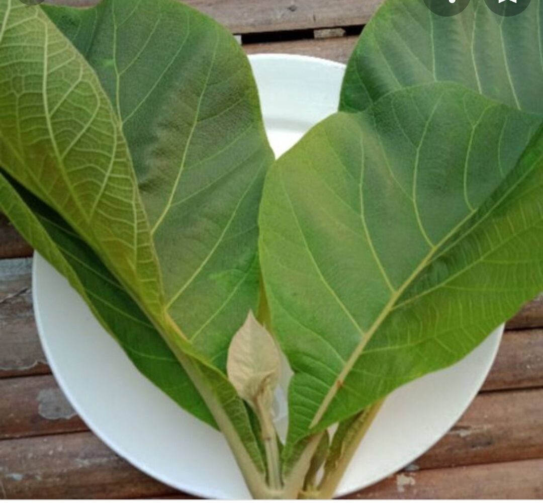 Daun Jati muda Daun Jati Ecoprint | Lazada Indonesia