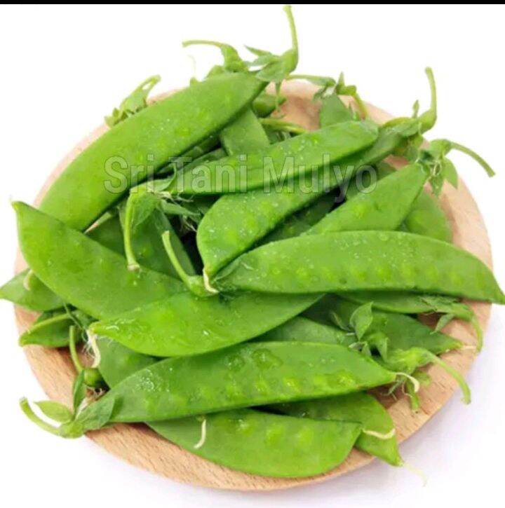 10 Biji - Benih Kapri TAICHUNG F1 / ( Ercis, Snow Pea) bibit Sayuran ...