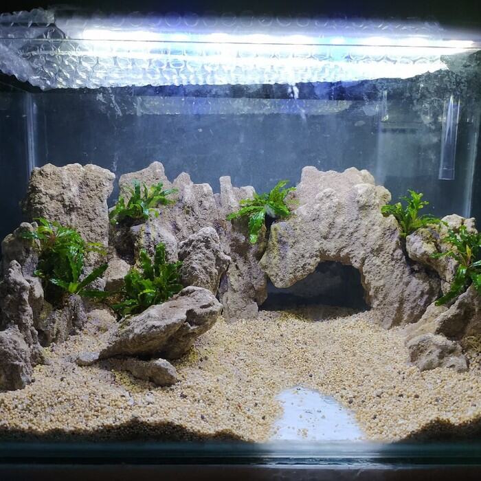 BATU AQUARIUM AQUASCAPE BATU FOSIL PASIR /5KG | Lazada Indonesia