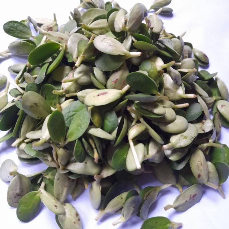 Pucuk Daun Kedelai / Katel Majalengka 250g | Lazada Indonesia