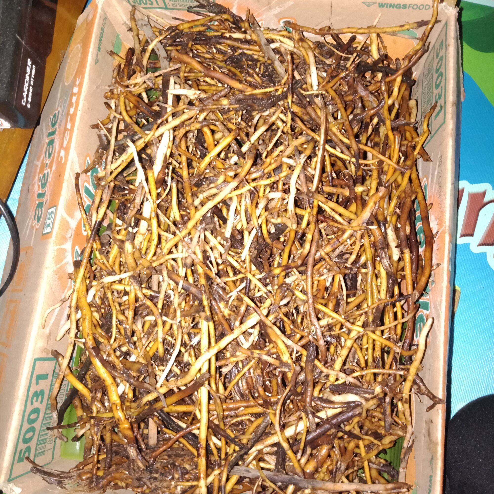 Akar pohon aren /akar kawung 1kg | Lazada Indonesia