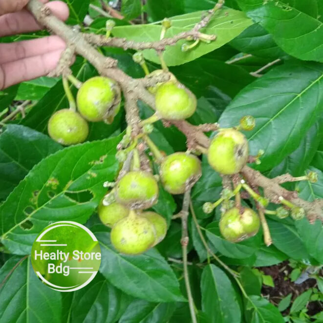 Buah bisoro segar petik langsung 500 gram | Lazada Indonesia