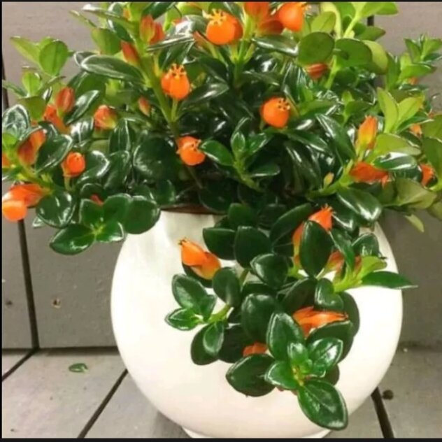 tanaman hias gantung bunga lipstik oren tanaman outdoor dan indor ...