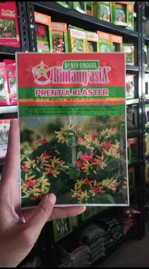 Benih Cabai Prentul Klaster 10gram Cabe Rawit Bintang Asia | Lazada ...