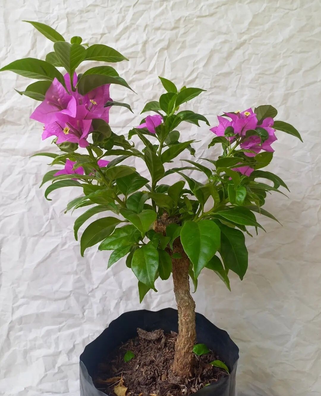 BIBIT TANAMAN HIAS BUGENVIL BUNGA KERTAS // BOUGENVILLE VIOLET FOXTAIL ...