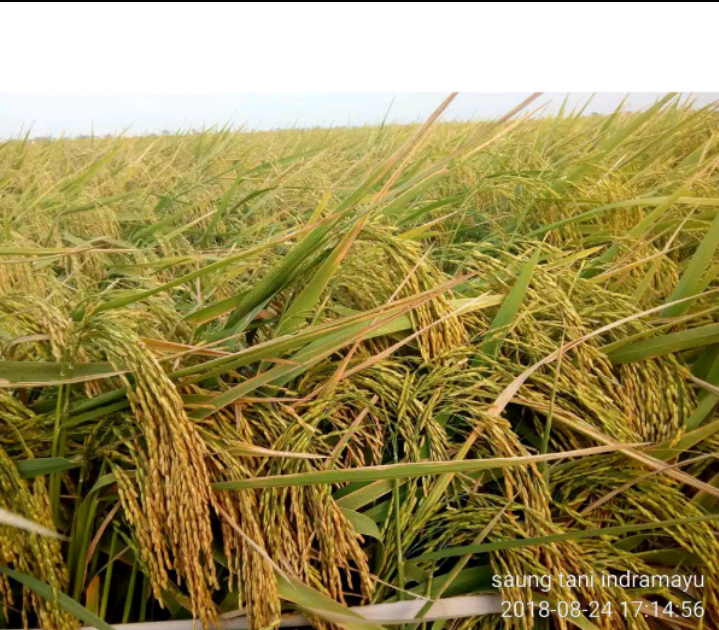 benih padi beras merah 5kg | Lazada Indonesia