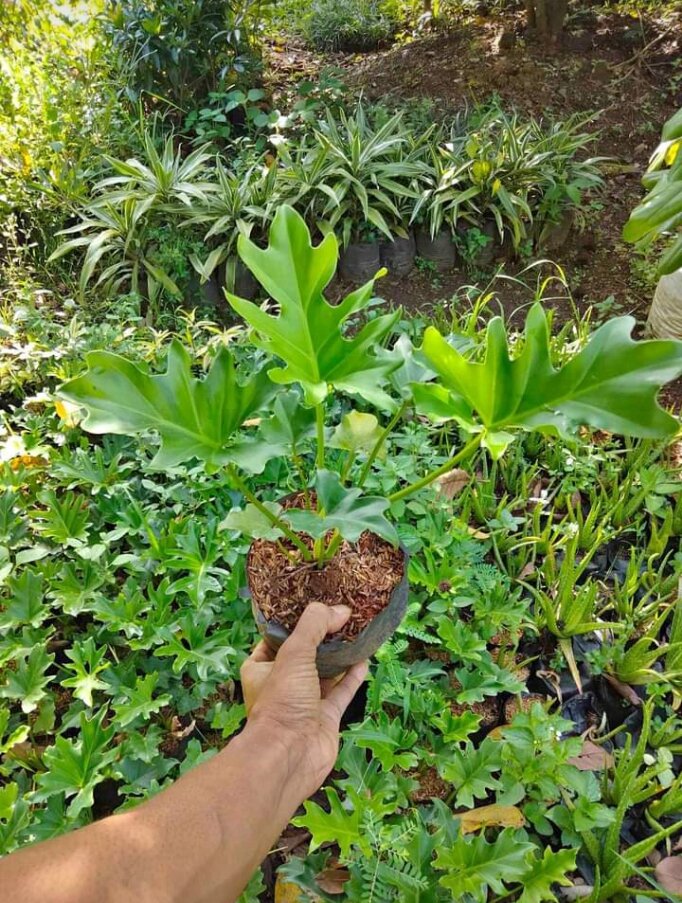 pohon pilo dendrum tanaman hias | Lazada Indonesia