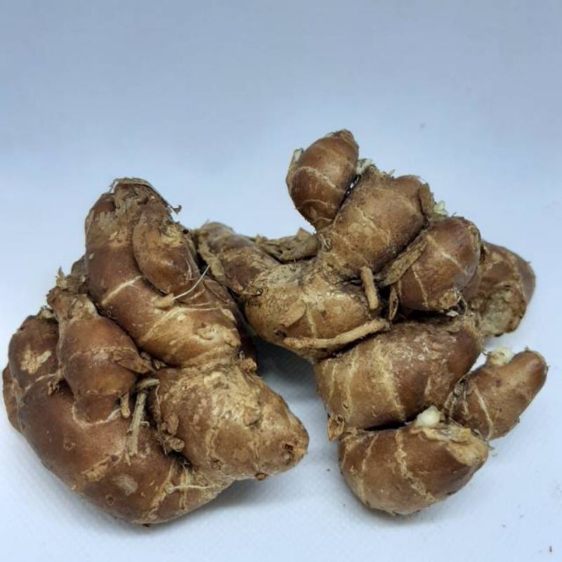 Kencur fresh 1kg | Lazada Indonesia