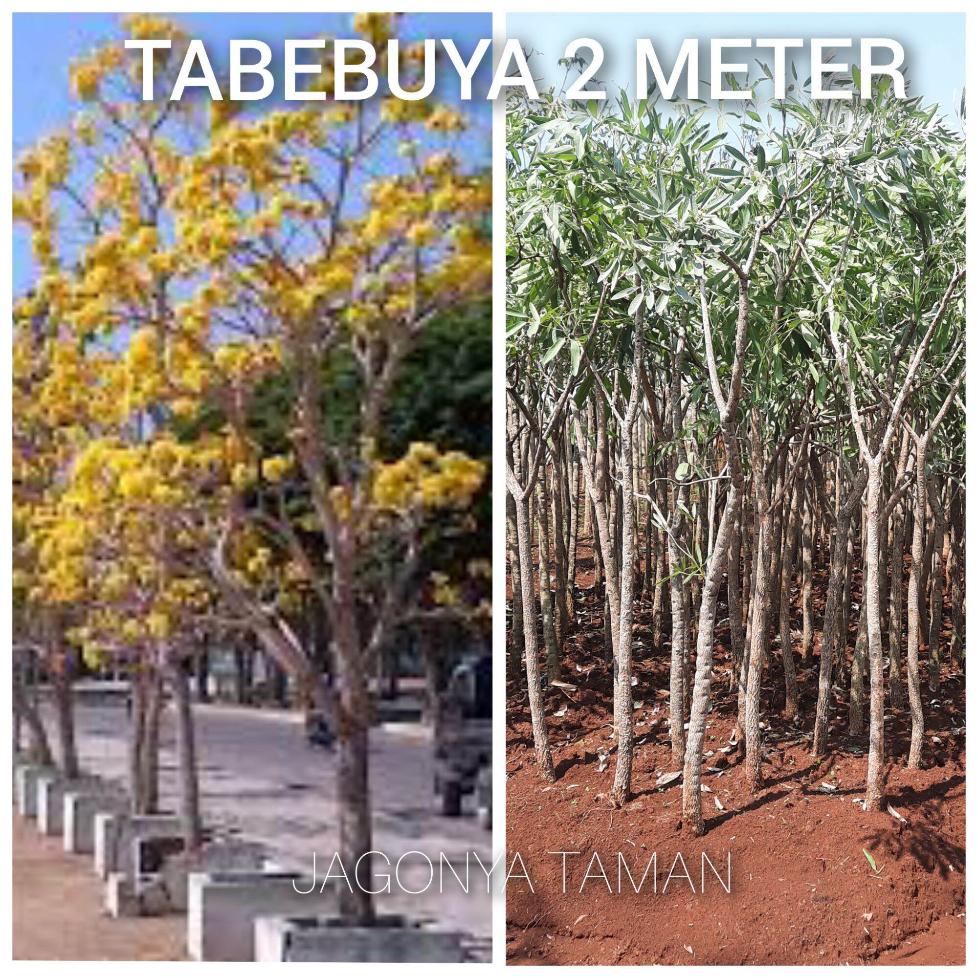 TANAMAN HIAS TABEBUYA 2 METER / TABEBUYA BUNGA KUNING | Lazada Indonesia
