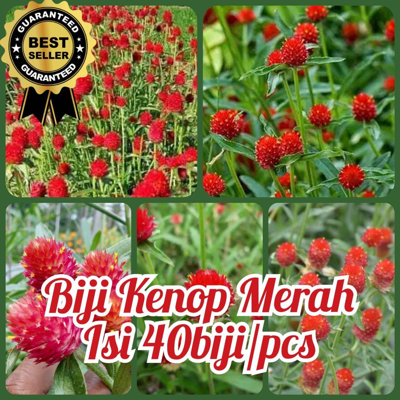 Biji bunga Kenop merah isi 40 pcs Gomphrena globosa kancing flower ...