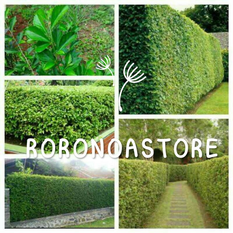 tanaman hias pagar teh tehan, pagar hidup, tanaman pagar | Lazada Indonesia