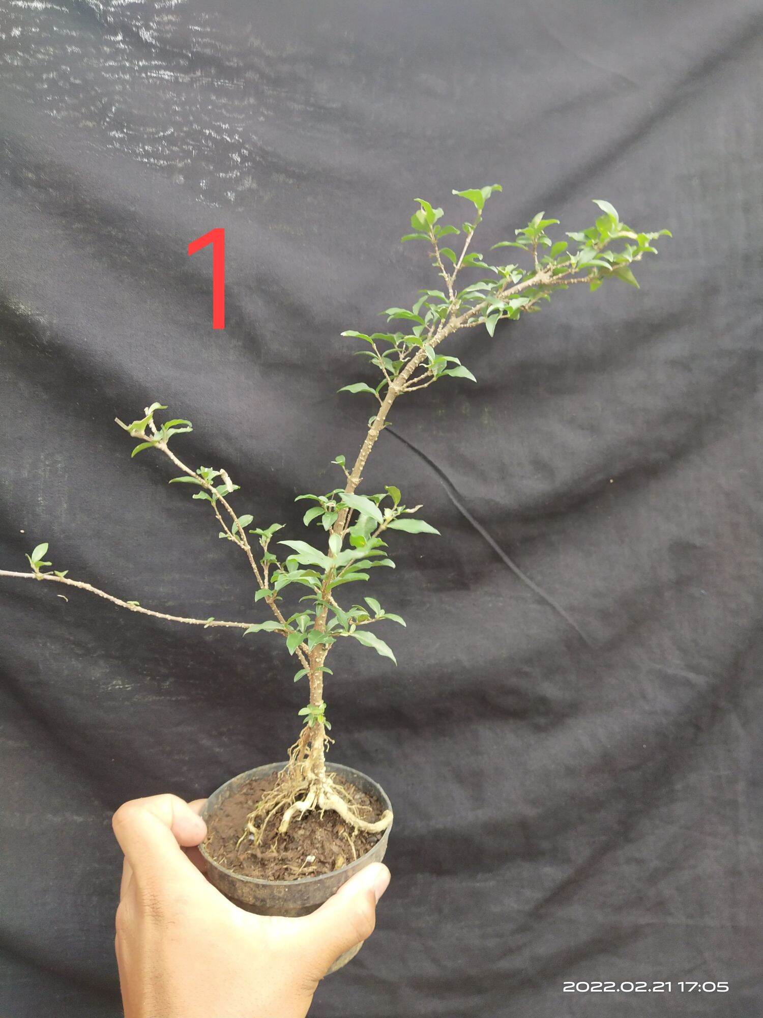 Bahan bonsai sakura micro mame | Lazada Indonesia