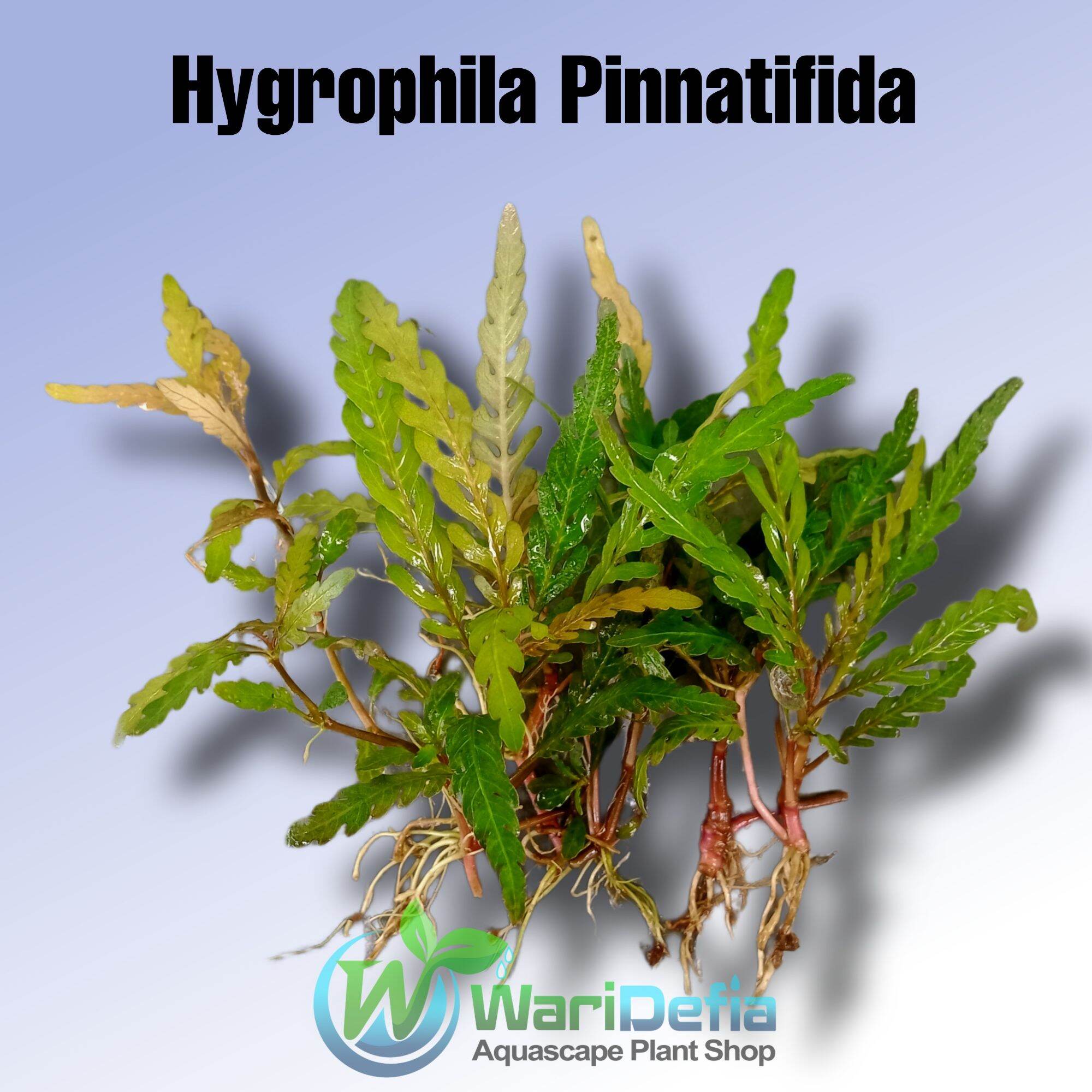 Hygrophila Pinnatifida Tanaman Aquascape 5-6 Batang | Lazada Indonesia