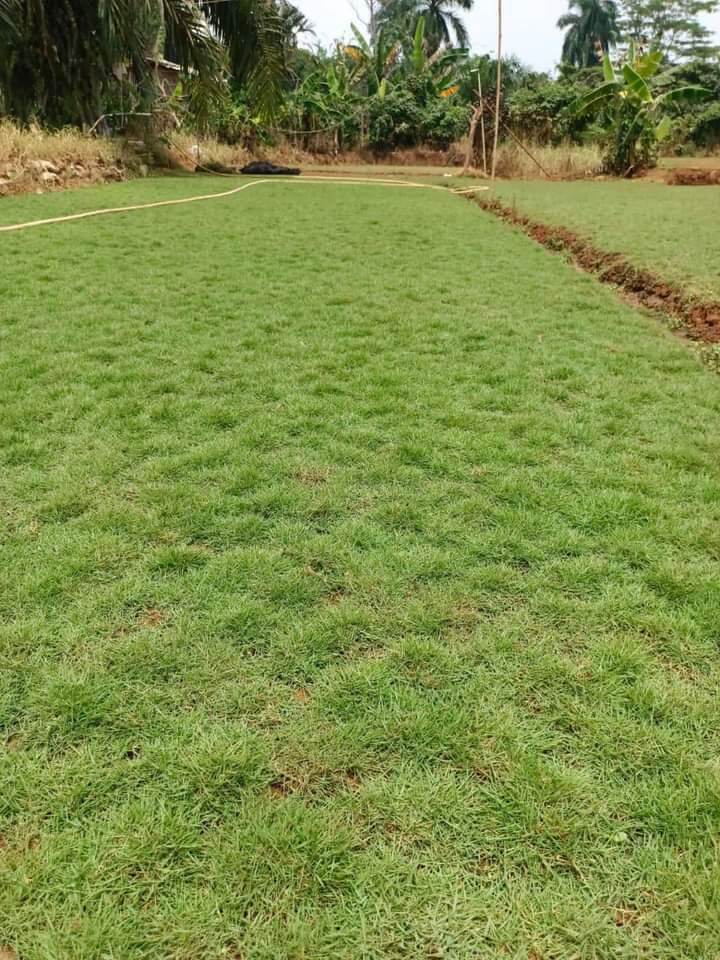 rumput jepang/rumput peking 1 meter | Lazada Indonesia