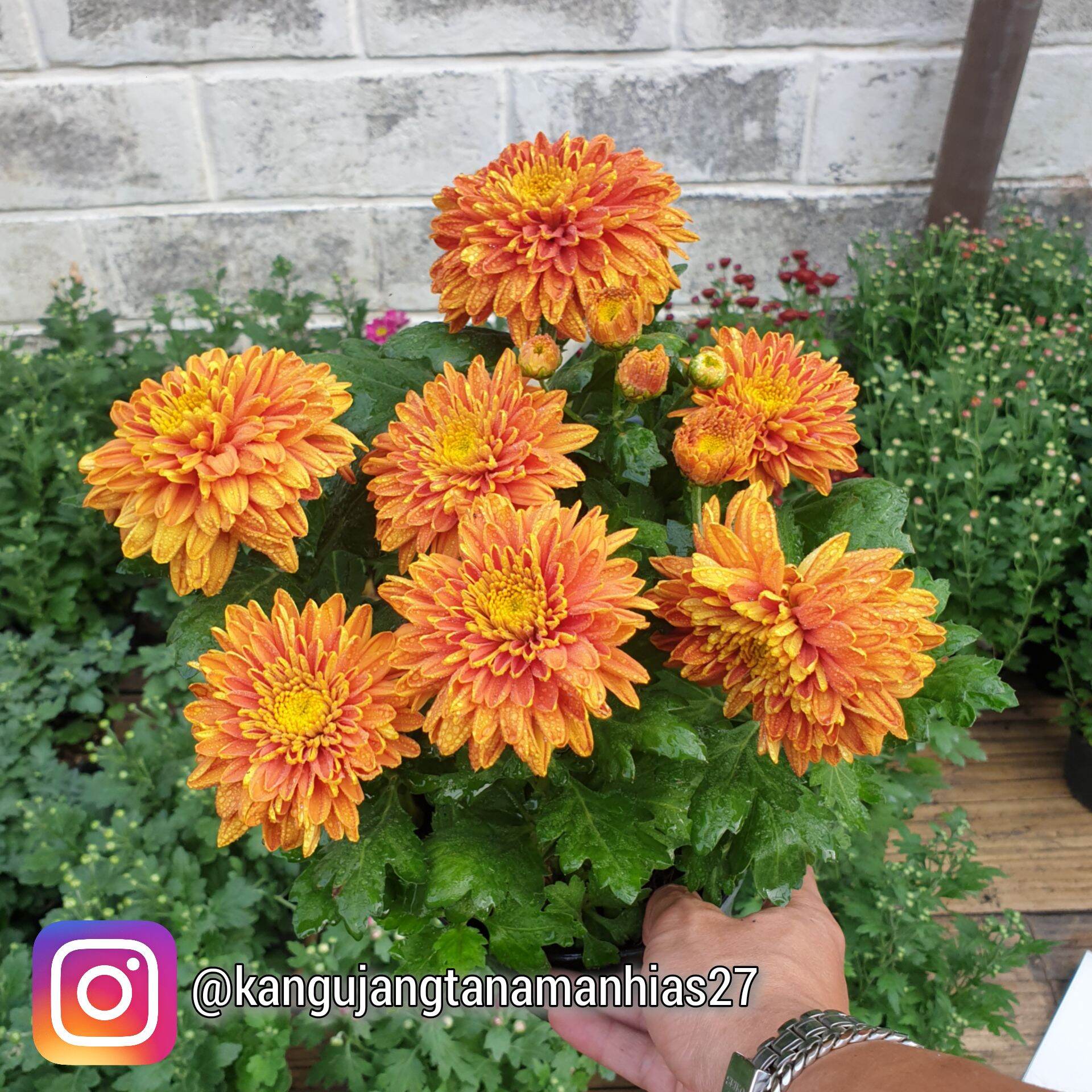 Bunga krisan aster Orange 2batang kualitas premium | Lazada Indonesia