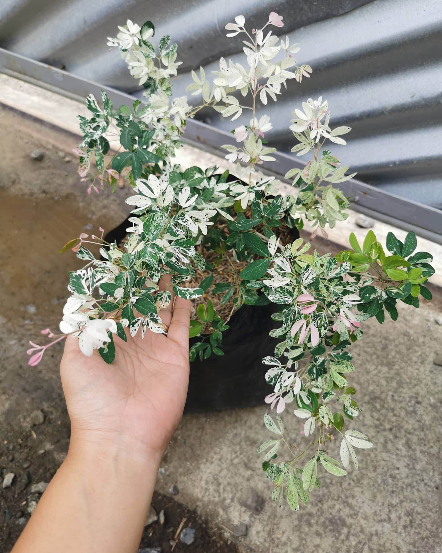 Tanaman Hias Bunga Asem Londo / Tanaman Asem Kranji Bahan Bonsai ...