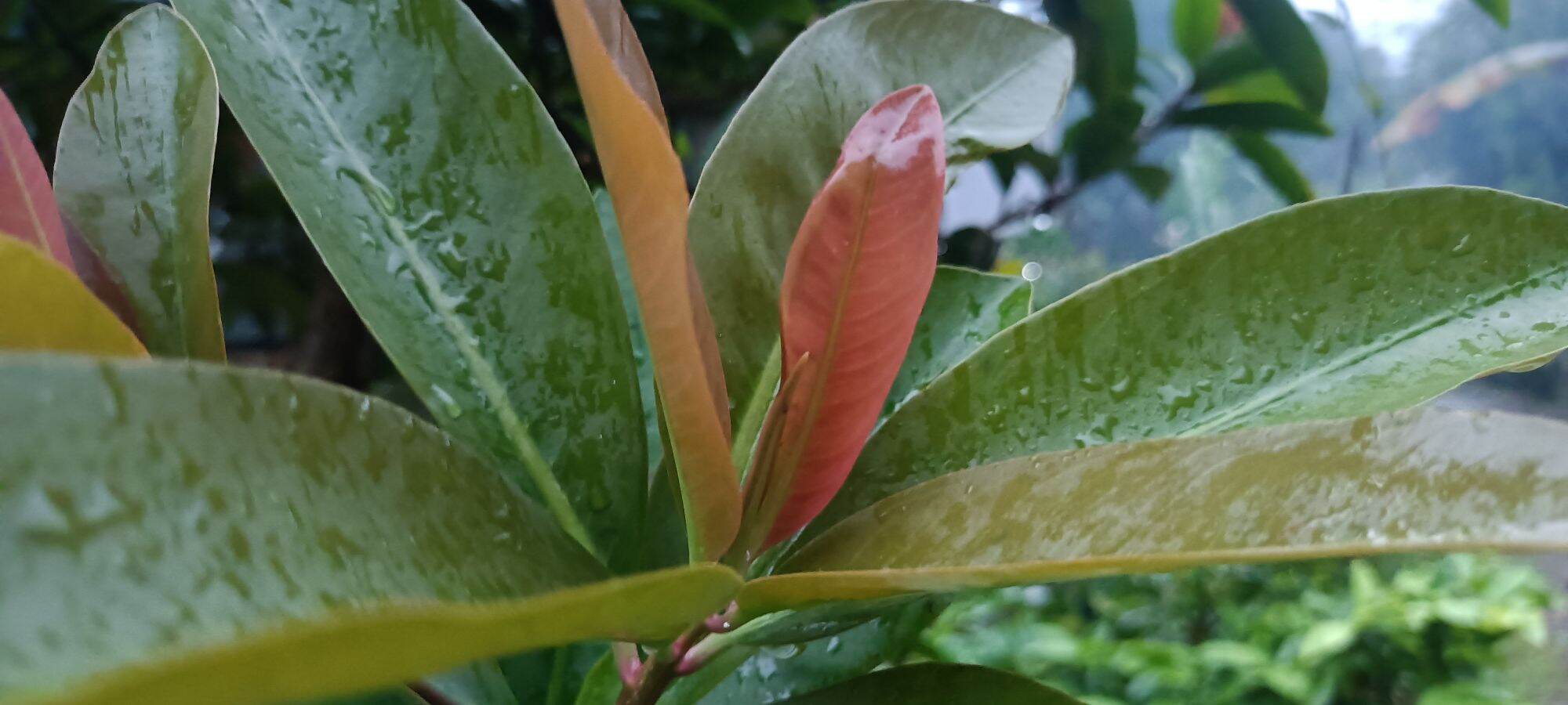 Daun lampeni Segar herbal | Lazada Indonesia