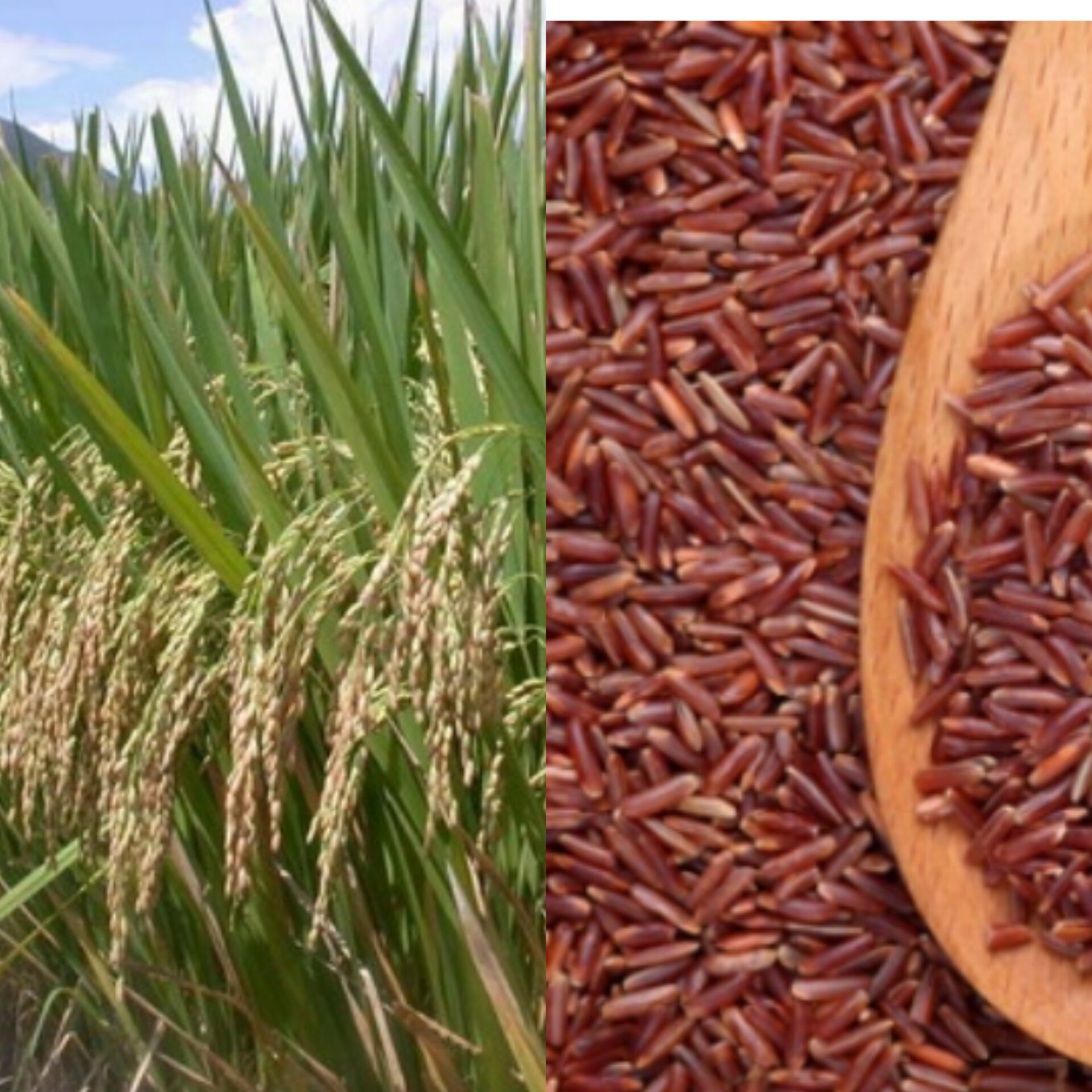 jual benih padi beras merah perbungkus 1kg asli mudah perawatan tahan ...