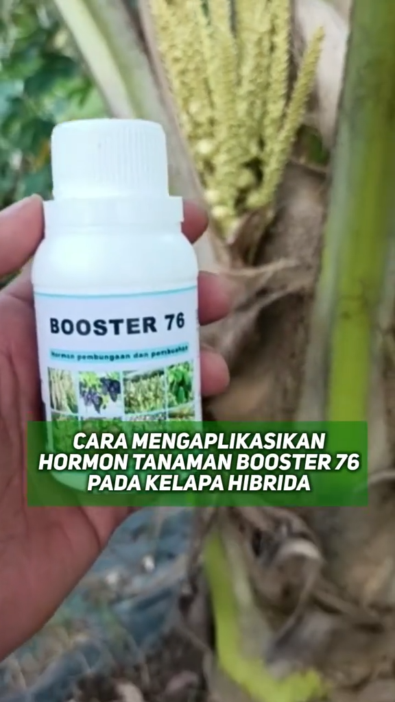 Paket 2 botol Booster 76 kemasan 500ml pupuk organik pelebat penyubur ...