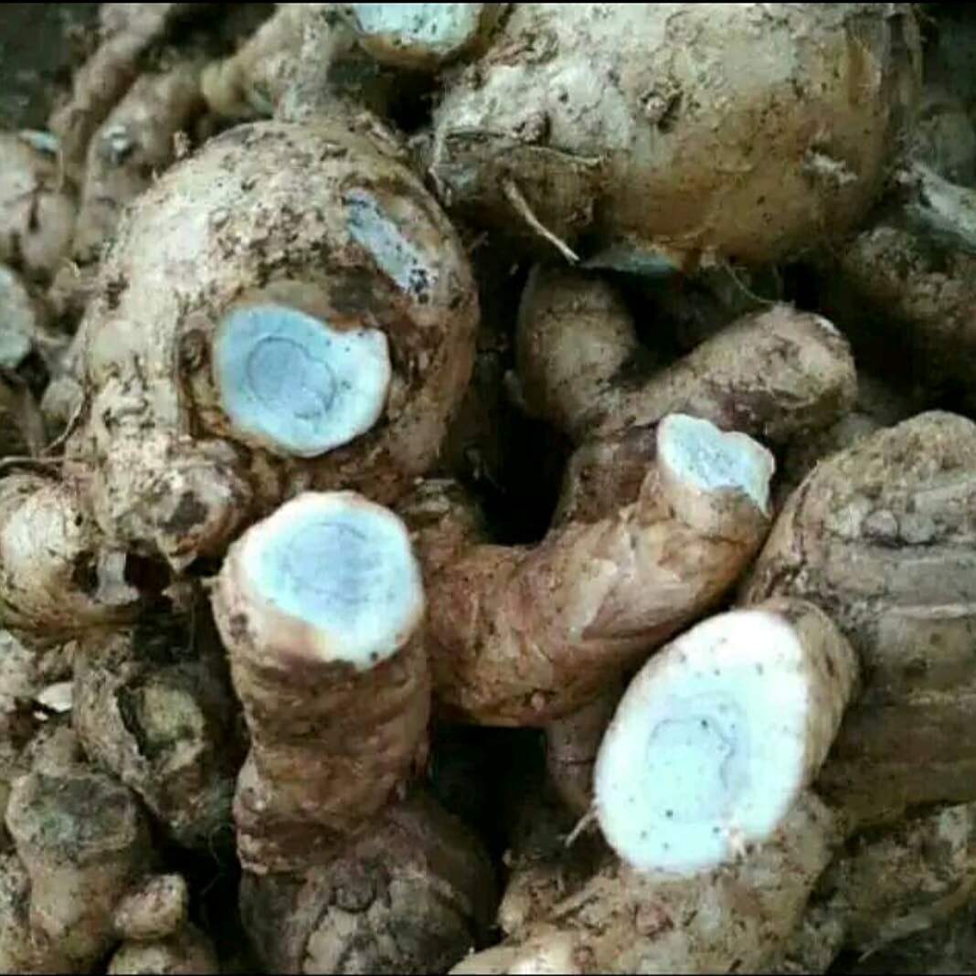 TEMU HITAM / TEMU IRENG | Lazada Indonesia