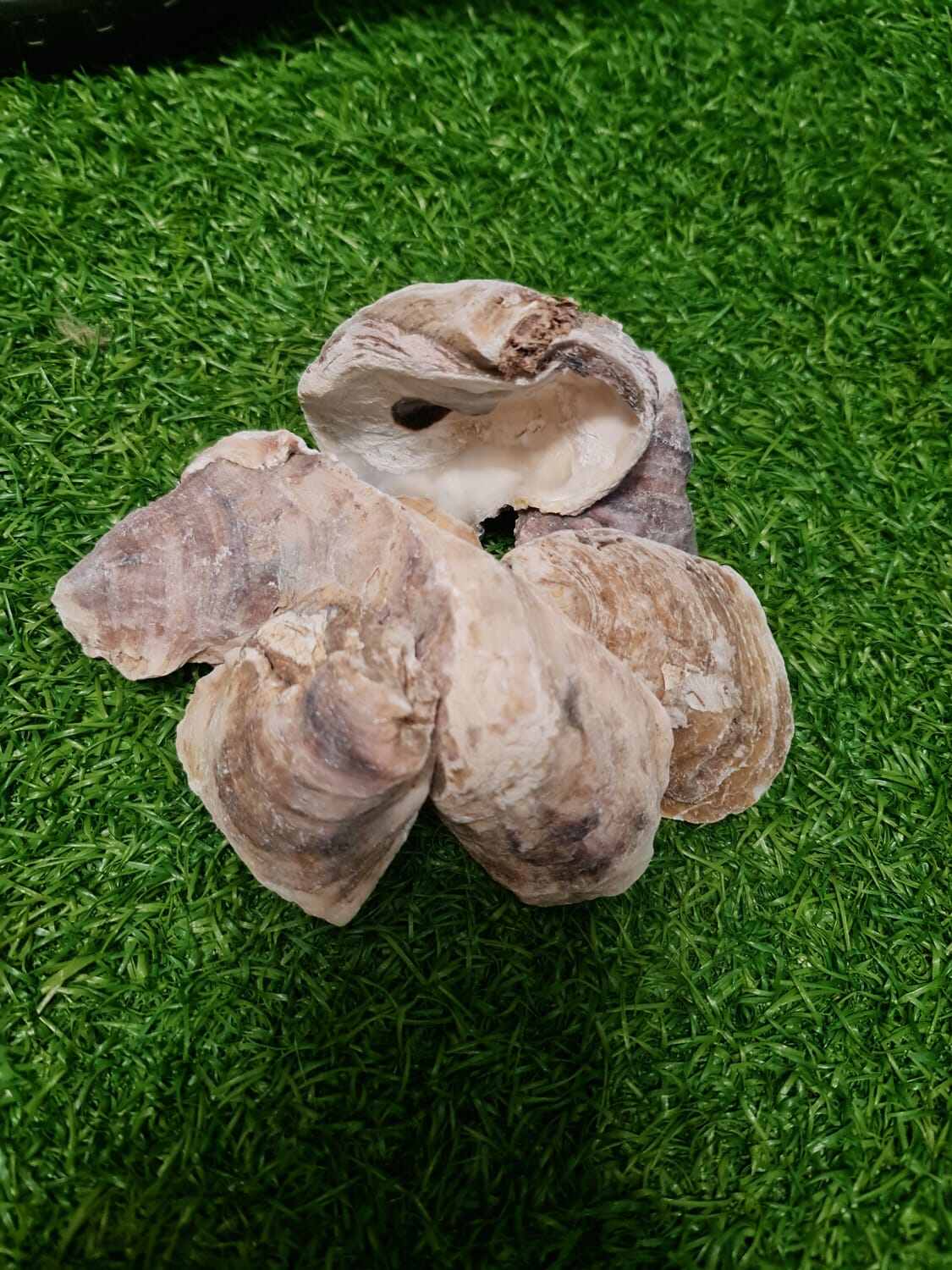 Cangkang oyster media filter | Lazada Indonesia