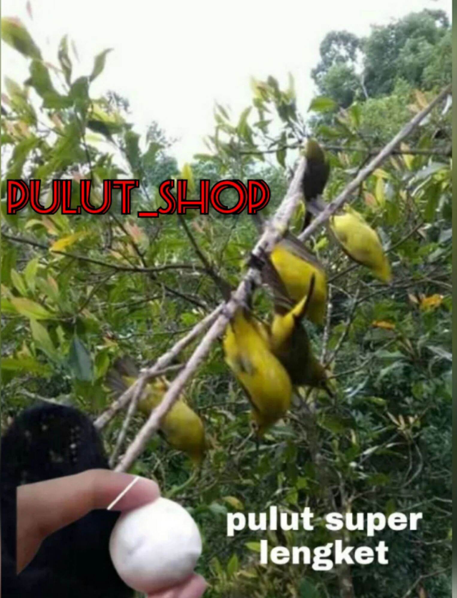 PULUT BURUNG SUPER LENGKET | Lazada Indonesia