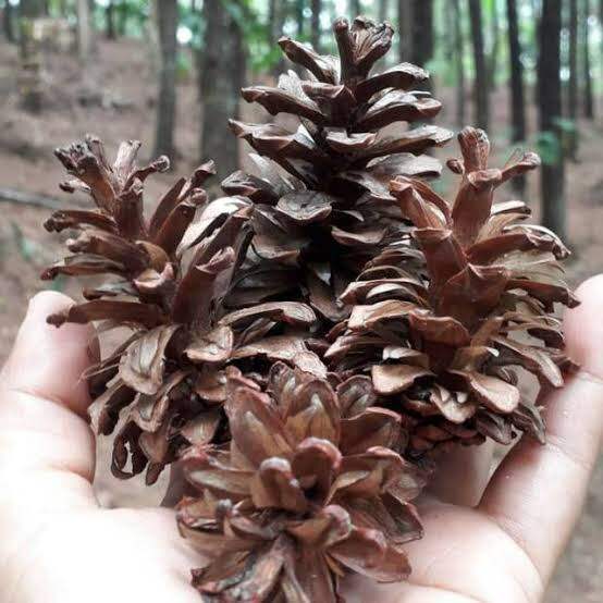 bunga pinus , biji pinus , bunga kering | Lazada Indonesia