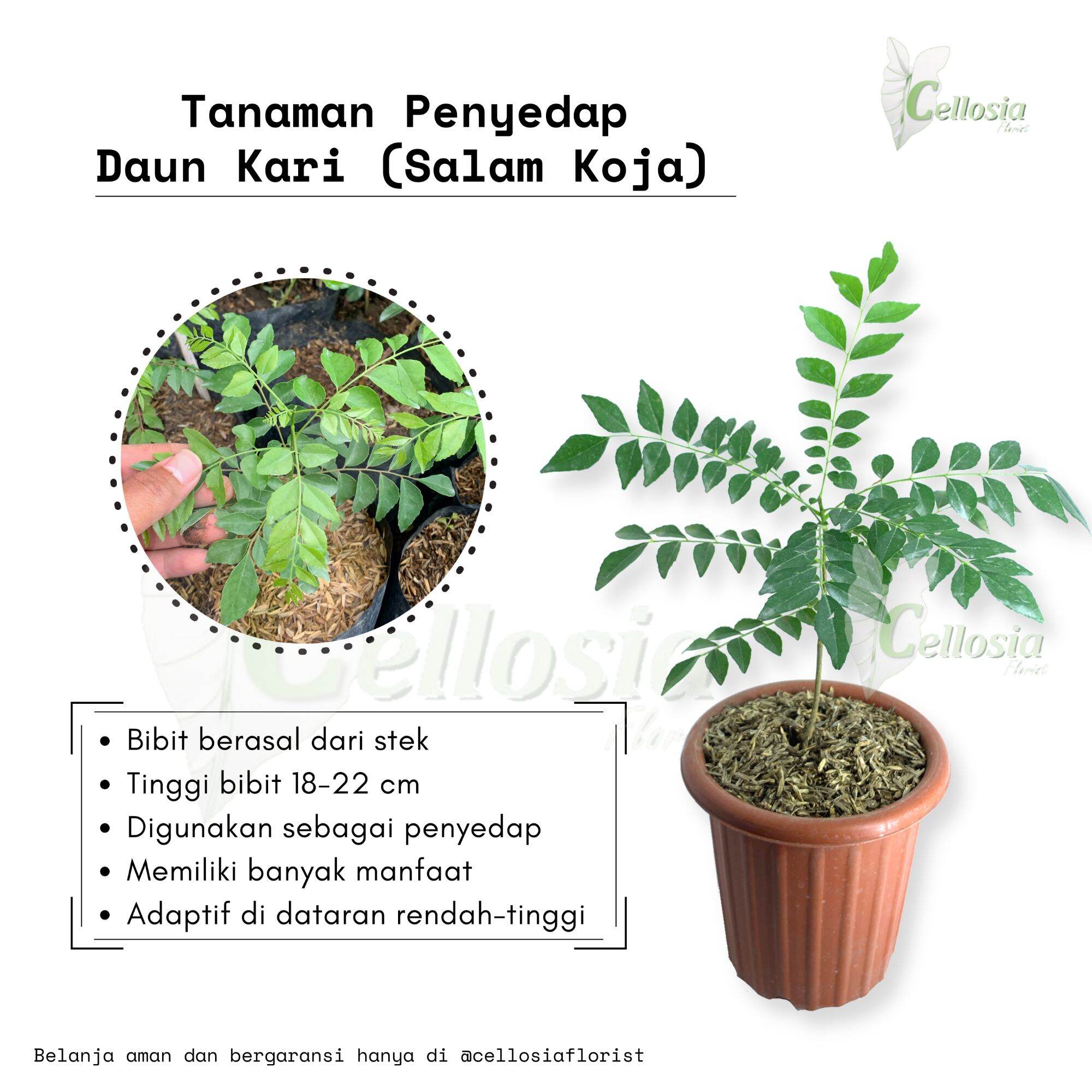 Tanaman Herbal Rempah Daun Salam Koja atau Daun Kari | Lazada Indonesia