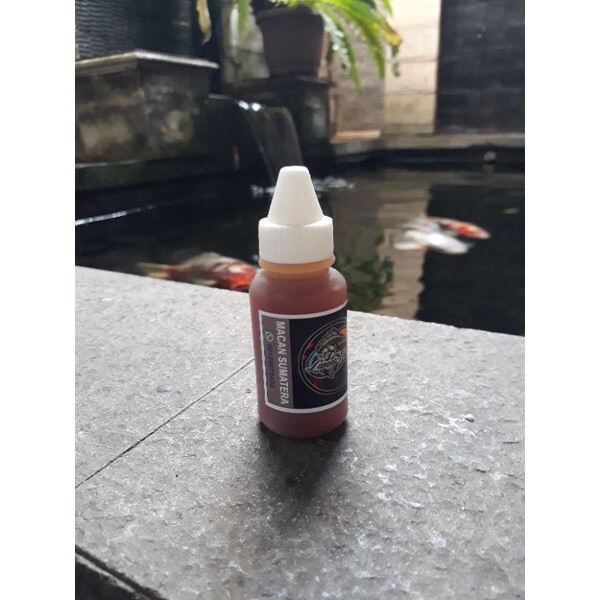 MACAN SUMATERA - ESSEN IKAN MAS KHUSUS LOMBA DAN HARIAN EL JAYA FISHING ...