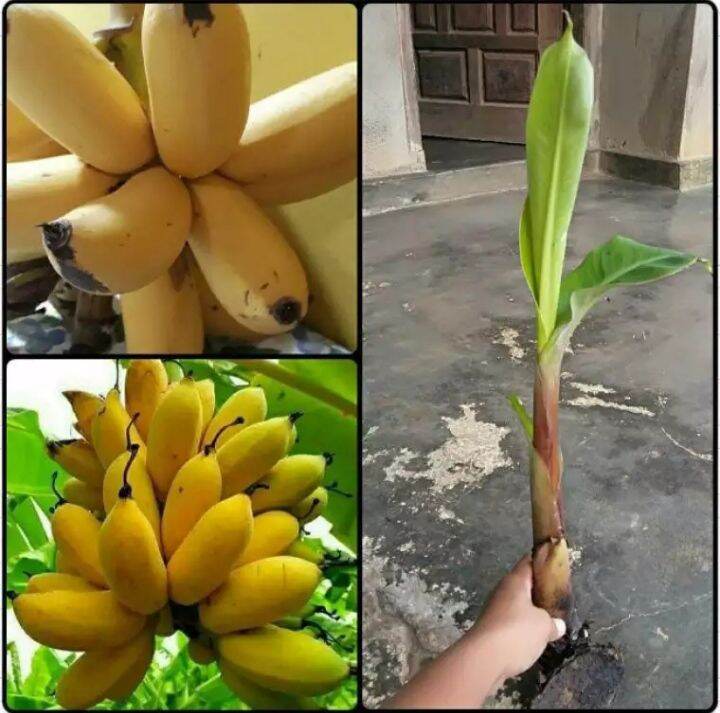 pohon pisang susu/bibit pohon pisang susu | Lazada Indonesia