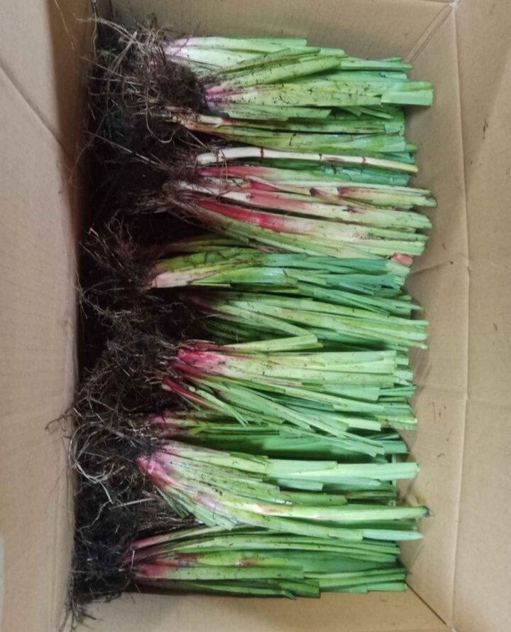 Bibit Rumput Satria Atau Demplot per 10 Pohon Buat Pakan Sapi Kerbau ...