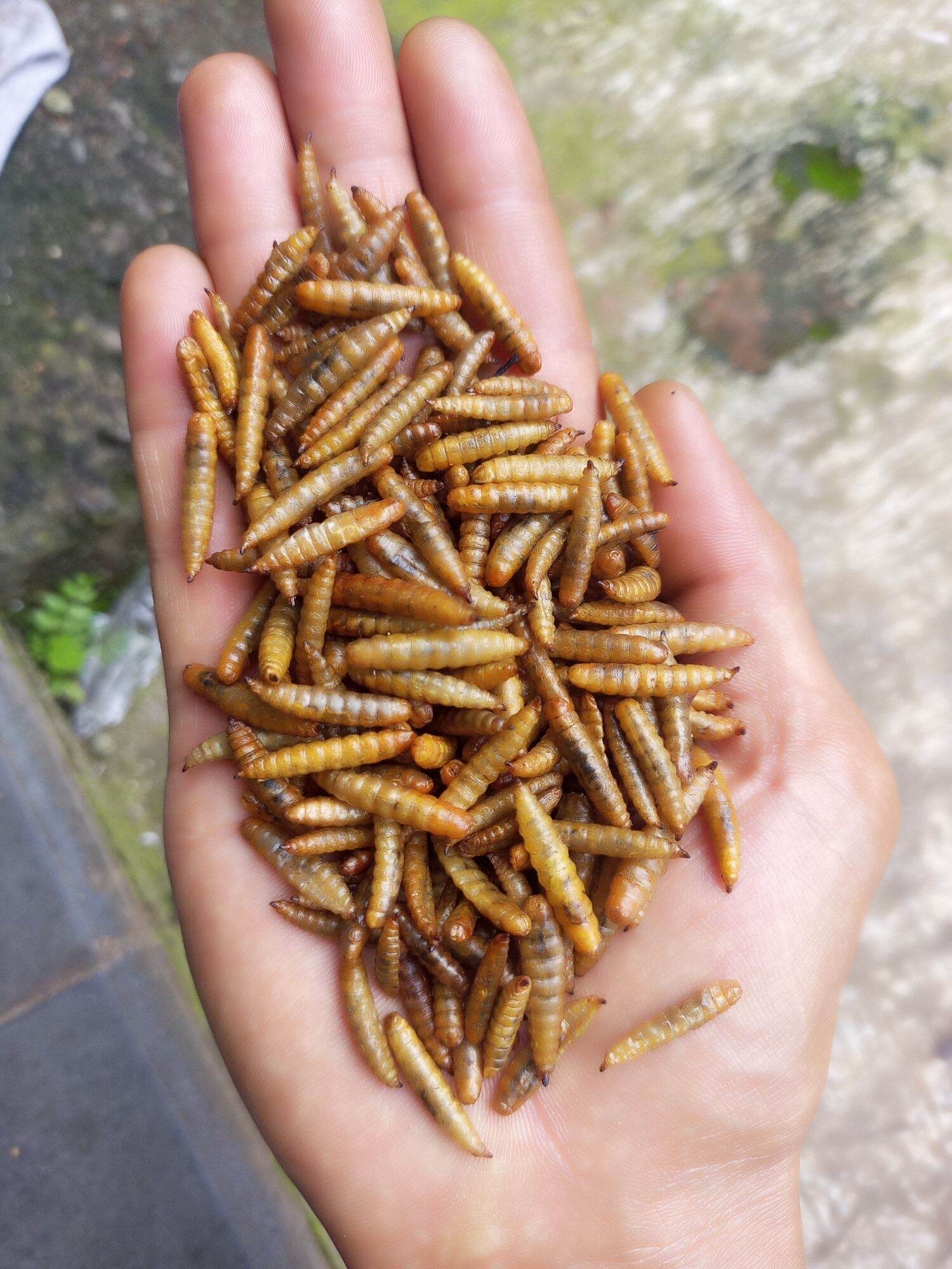 dried Maggot/ maggot kering 1 kg | Lazada Indonesia