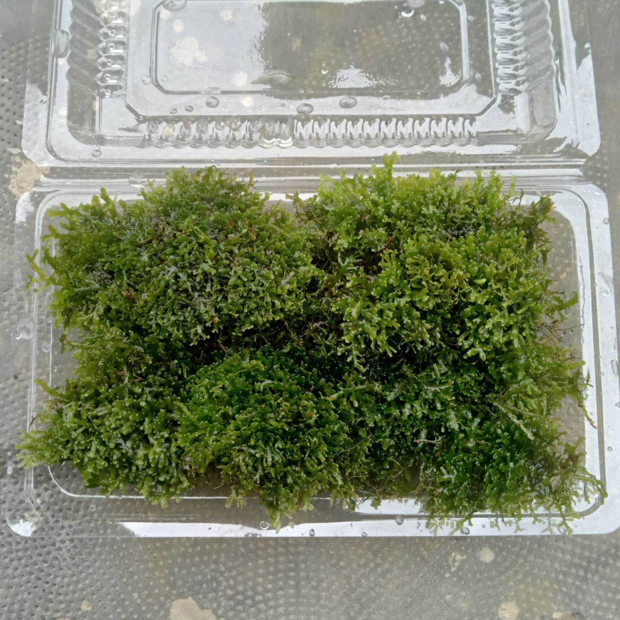Moss Ricardia Tanaman Aquascape Porsi Mika | Lazada Indonesia