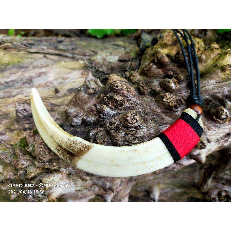 taring babi 12 cm replika | Lazada Indonesia